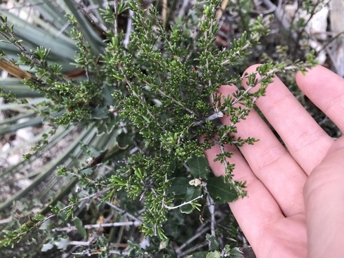 Chamizo (Adenostoma fasciculatum) - PictureThis