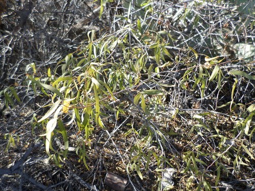 African sumac (Searsia lancea) Flower, Leaf, Care, Uses - PictureThis