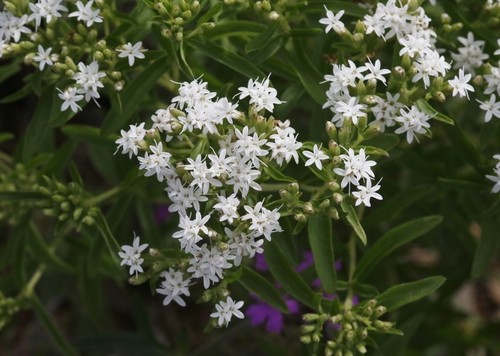 🍀 How to Grow and Care for Sawtooth candyleaf