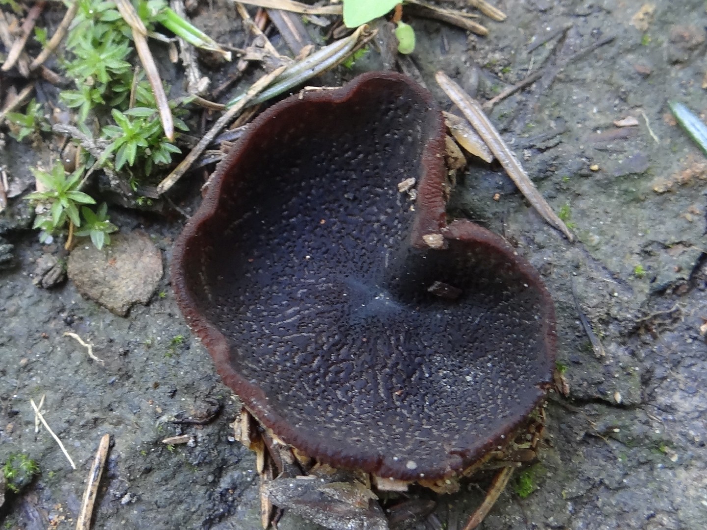 Cup fungi (Pezizaceae) Flower, Leaf, Care, Uses - PictureThis