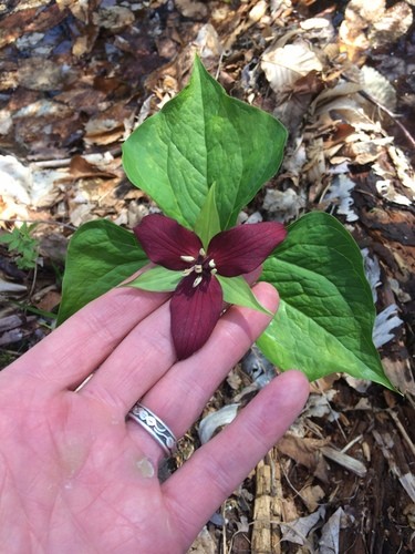 Trilio rojo (Trillium erectum) - PictureThis