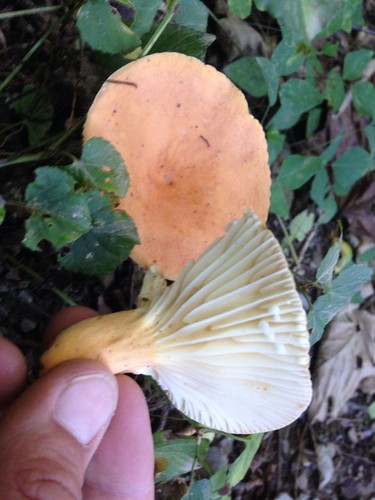 Milk-caps (Lactarius) Flower, Leaf, Care, Uses - PictureThis