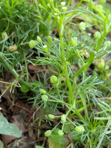 Marsh parsley (Cyclospermum leptophyllum) Flower, Leaf, Care, Uses ...