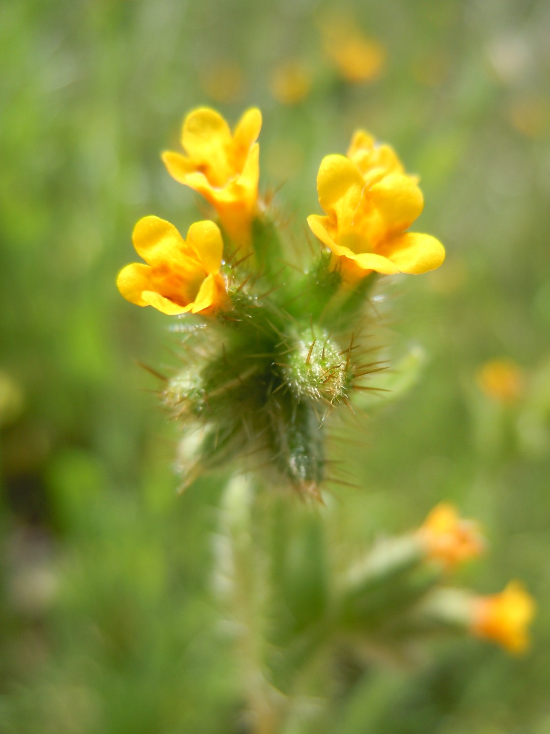 Cola de alacrán amarilla (Amsinckia menziesii) - PictureThis
