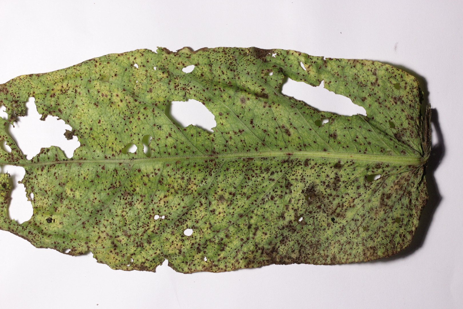 Rust fungi (Pucciniales) Flower, Leaf, Care, Uses - PictureThis