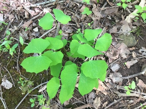 Twinleaf (Jeffersonia) Flower, Leaf, Care, Uses - PictureThis