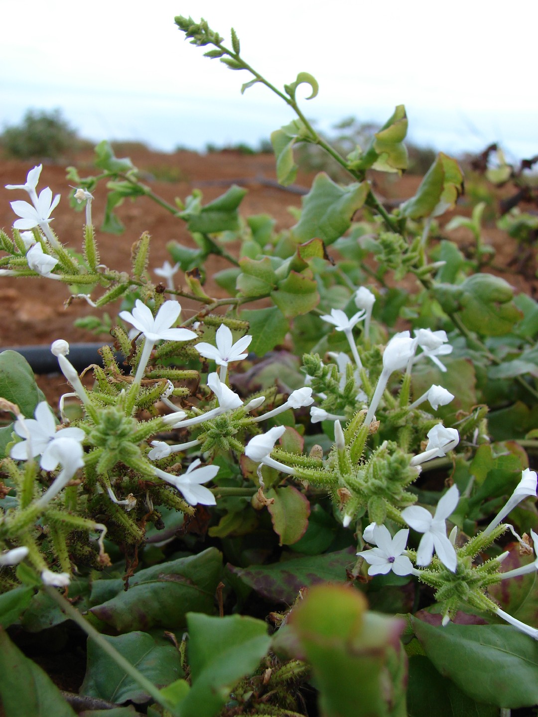 Wild leadwort (Plumbago zeylanica) Flower, Leaf, Care, Uses - PictureThis