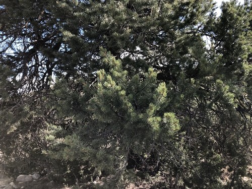 Piñón (Pinus edulis) - PictureThis