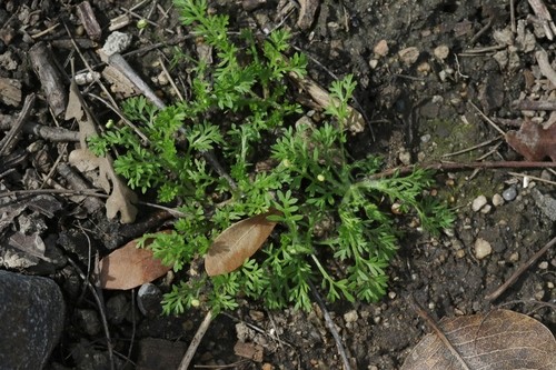 Cotula australis - PictureThis