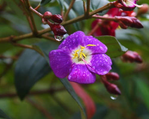 Pleroma Care (Watering, Fertilize, Pruning, Propagation) - PictureThis