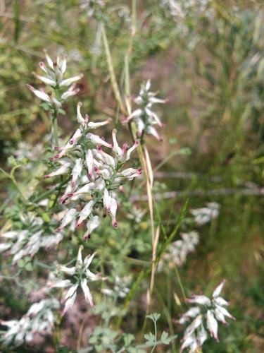 White ramping fumitory (Fumaria capreolata) Flower, Leaf, Care, Uses ...