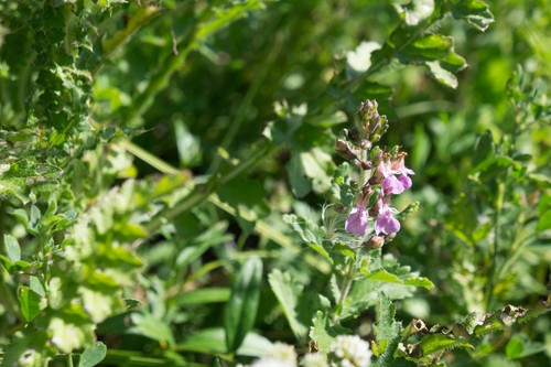 Creeping Germander Teucrium Chamaedrys Pro Status