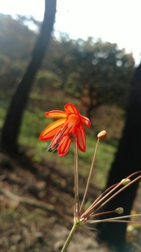Bessera elegans - PictureThis