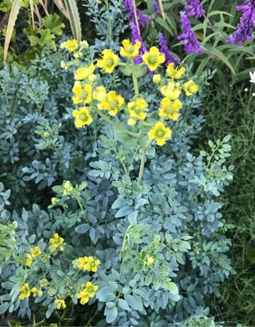 Fringed rue (Ruta chalepensis) Flower, Leaf, Care, Uses - PictureThis