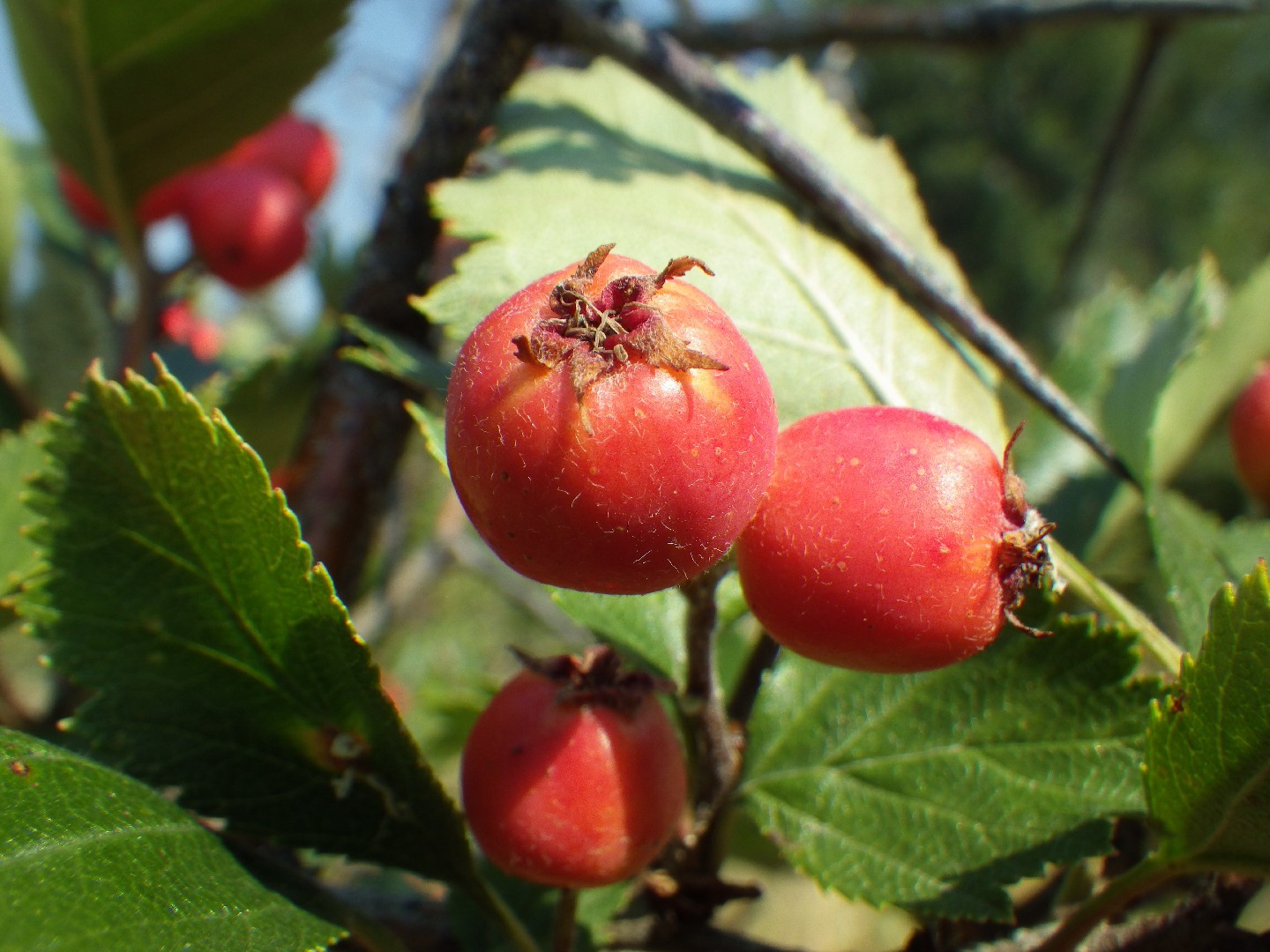 Fireberry hawthorn (Crataegus chrysocarpa) Flower, Leaf, Care, Uses ...