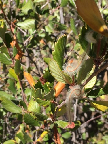Cercocarpus montanus - PictureThis