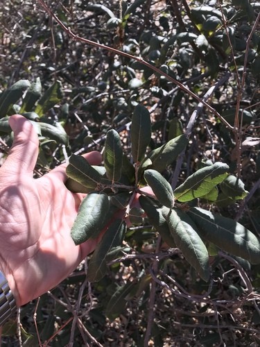 Encino quiebra hacha (Quercus rugosa) - PictureThis