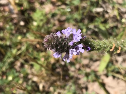 Western vervain (Verbena lasiostachys) Flower, Leaf, Care, Uses ...