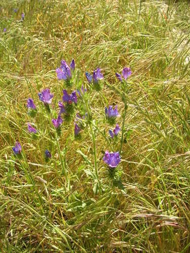 Flor roxa (Echium plantagineum) - PictureThis