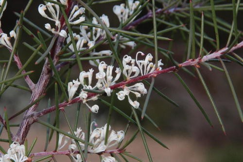 Silky hakea (Hakea sericea) Flower, Leaf, Care, Uses - PictureThis