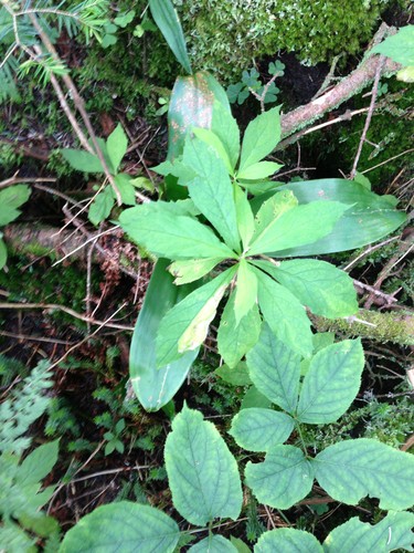 Aster verticilo (Oclemena acuminata) - PictureThis