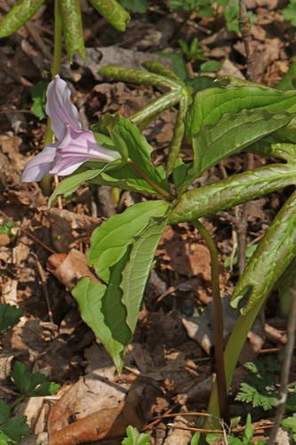 Trilio blanco (Trillium grandiflorum) - PictureThis
