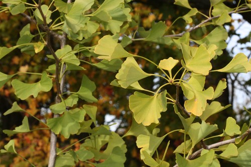 Ginkgo (Ginkgoaceae) Flower, Leaf, Care, Uses - PictureThis
