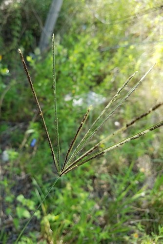 Pine-wood finger grass (Eustachys petraea) Flower, Leaf, Care, Uses ...