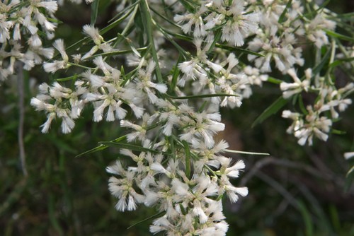 Azumiate (Baccharis salicifolia) - PictureThis