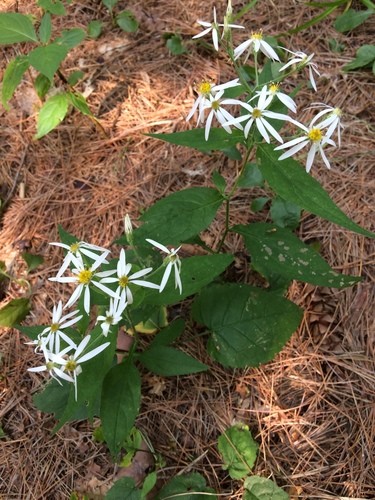 Aster blanco (Eurybia divaricata) - PictureThis