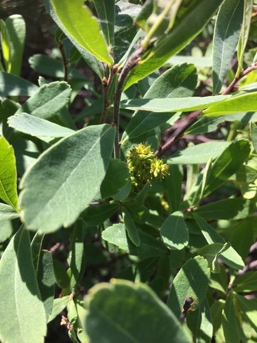 Bayberry (Myricaceae) Flower, Leaf, Care, Uses - PictureThis