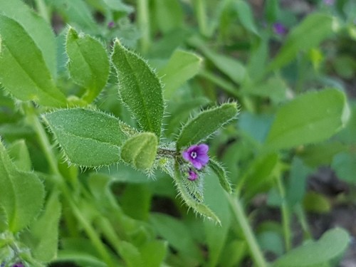 Madwort (Asperugo procumbens) Flower, Leaf, Care, Uses - PictureThis