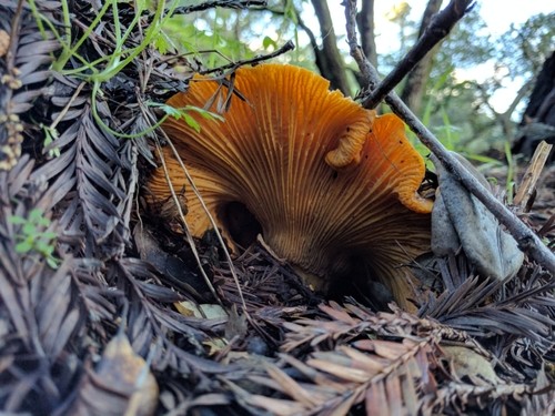 Chanterelle (Cantharellaceae) Flower, Leaf, Care, Uses - PictureThis