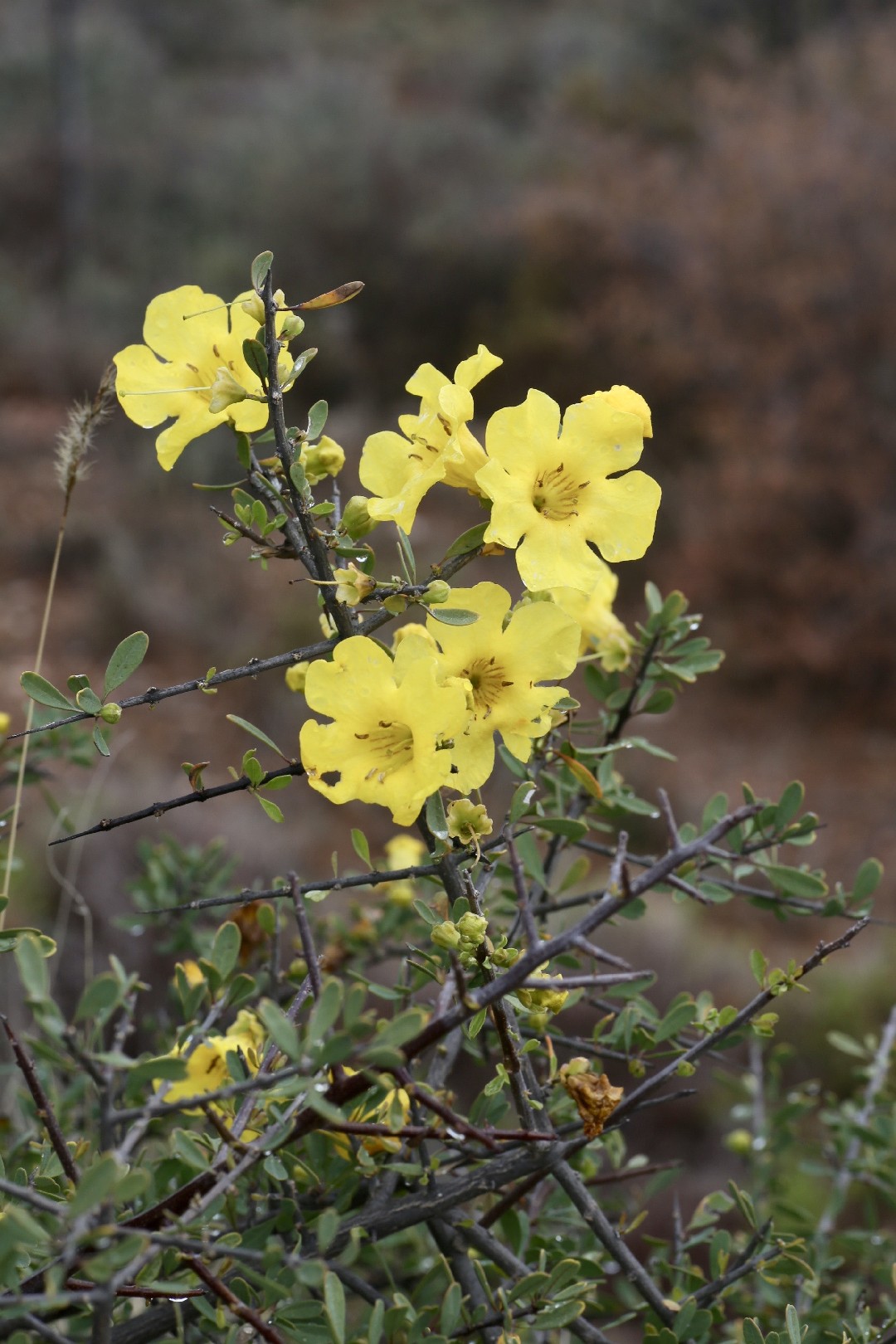 Rhigozum obovatum - PictureThis