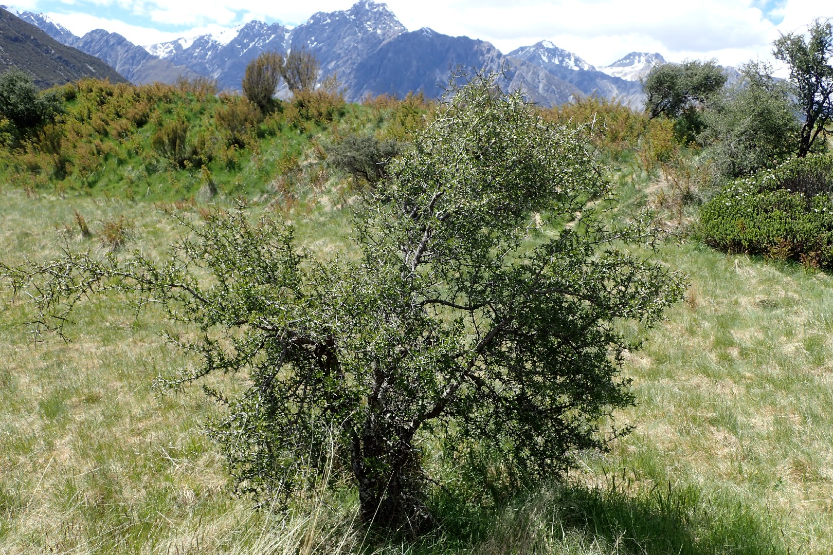 Discaria toumatou - PictureThis