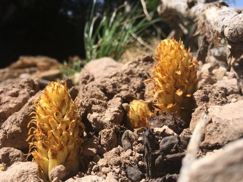 Conopholis alpina - PictureThis