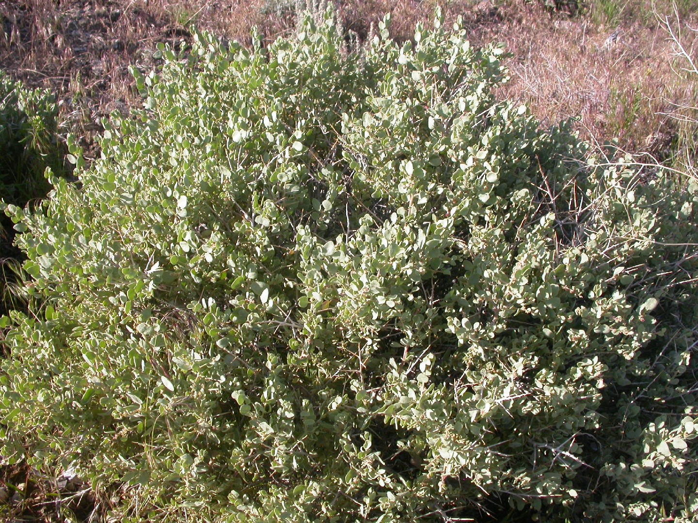 Shadscale saltbush Care (Watering, Fertilize, Pruning, Propagation ...