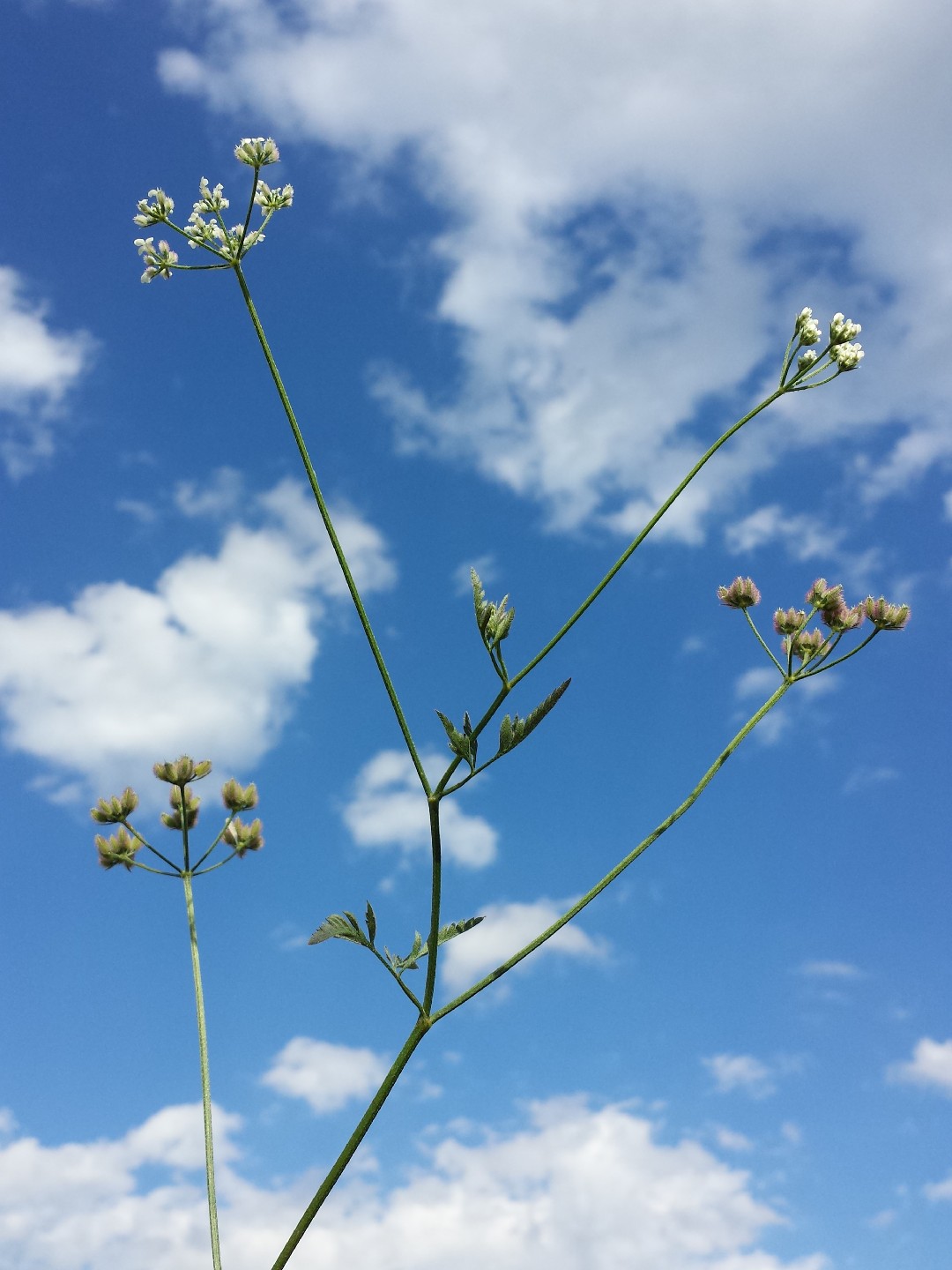 Bardanilla (Torilis arvensis) - PictureThis