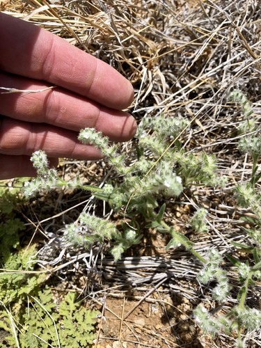 Cat's eye (Cryptantha) Flower, Leaf, Care, Uses - PictureThis