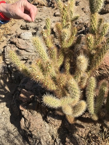 Choya (Cylindropuntia ganderi) - PictureThis