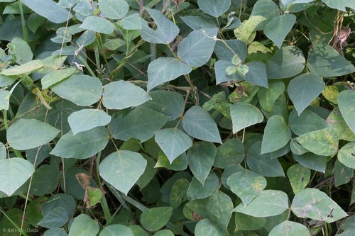 Amphicarpaea bracteata - PictureThis