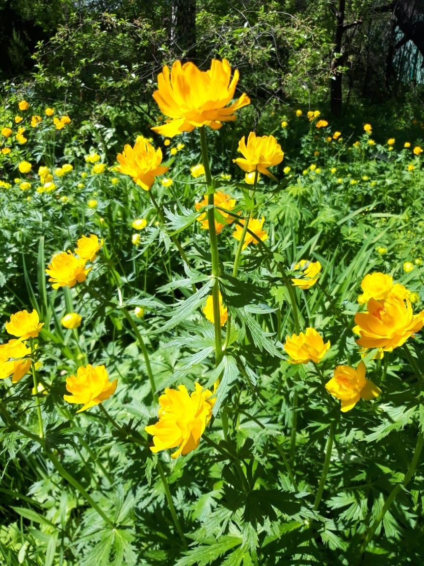Trolle (Trollius) - PictureThis