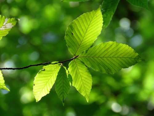 Ameriška bukev (Fagus grandifolia) - PictureThis
