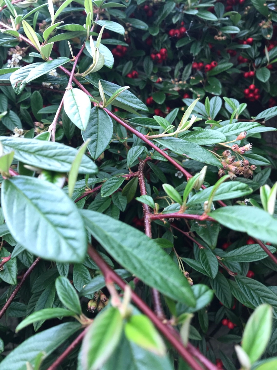Cotoneáster (Cotoneaster salicifolius) - PictureThis