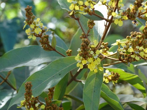 Nance (Byrsonima crassifolia) - PictureThis