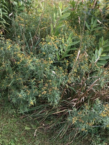 Solidage à feuilles de graminée (Euthamia graminifolia) - PictureThis