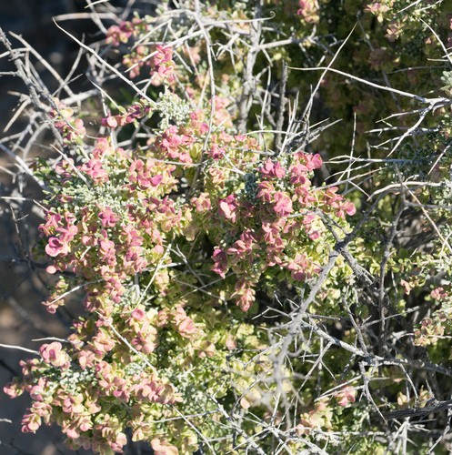 Spiny hopsage Care (Watering, Fertilize, Pruning, Propagation ...