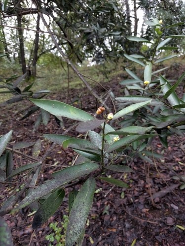 California laurel (Umbellularia) Flower, Leaf, Care, Uses - PictureThis