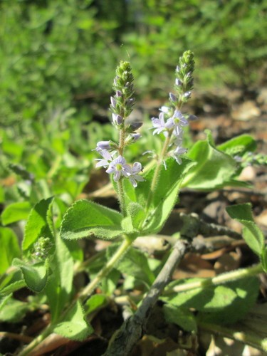 Hierba de la triaca (Veronica officinalis) - PictureThis