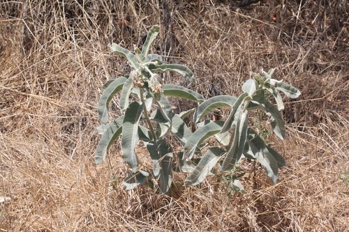 Kotolo milkweed (Asclepias eriocarpa) Flower, Leaf, Care, Uses ...